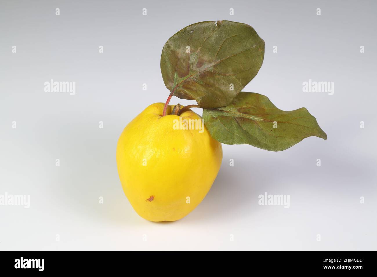 Ripe quince fruit isolated on white background Stock Photo - Alamy