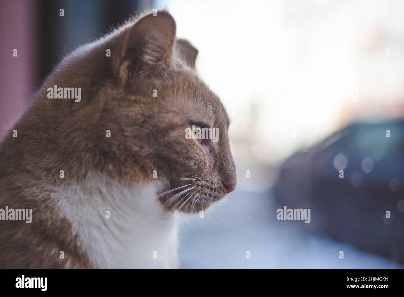 An adorable ginger and white cat looking outside the window Stock Photo ...