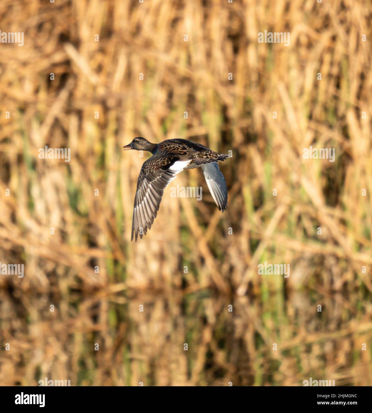 Scenic view of a duck flying in the air on a blurred background Stock ...