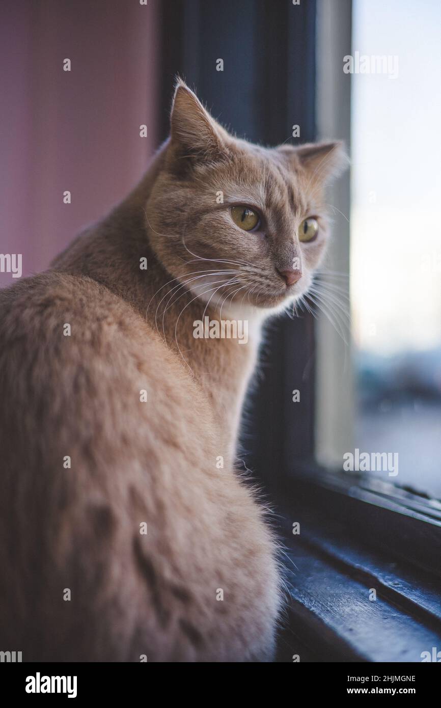 A portrait of a domestic ginger cat near the windows with a blurry ...