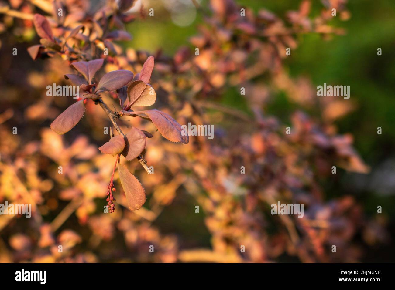 Selective focus shot of japanese barberry tree Stock Photo - Alamy