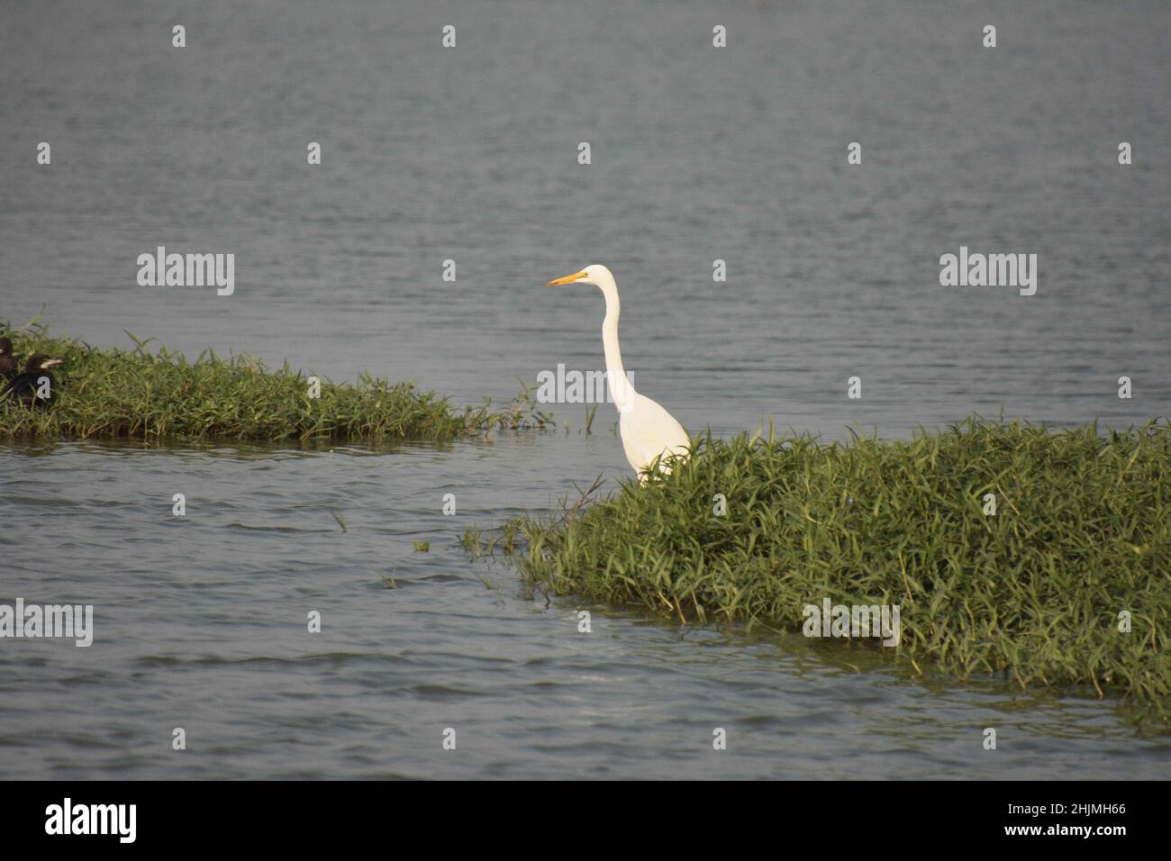 Hooghly, West Bengal, India. 29th Jan, 2022. Common egret, resident ...
