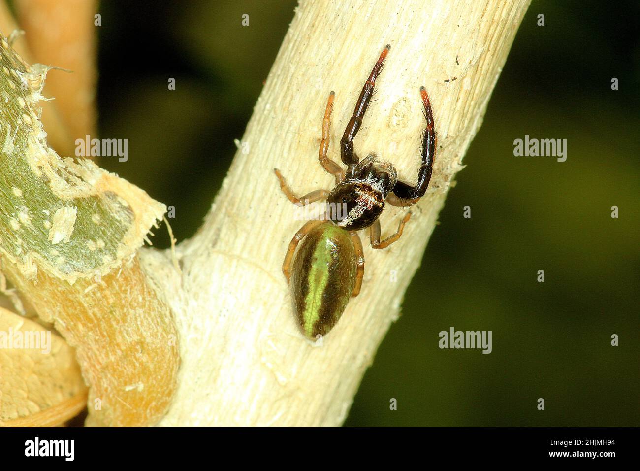 Blackheaded jumping spider (Trites planiceps Stock Photo - Alamy
