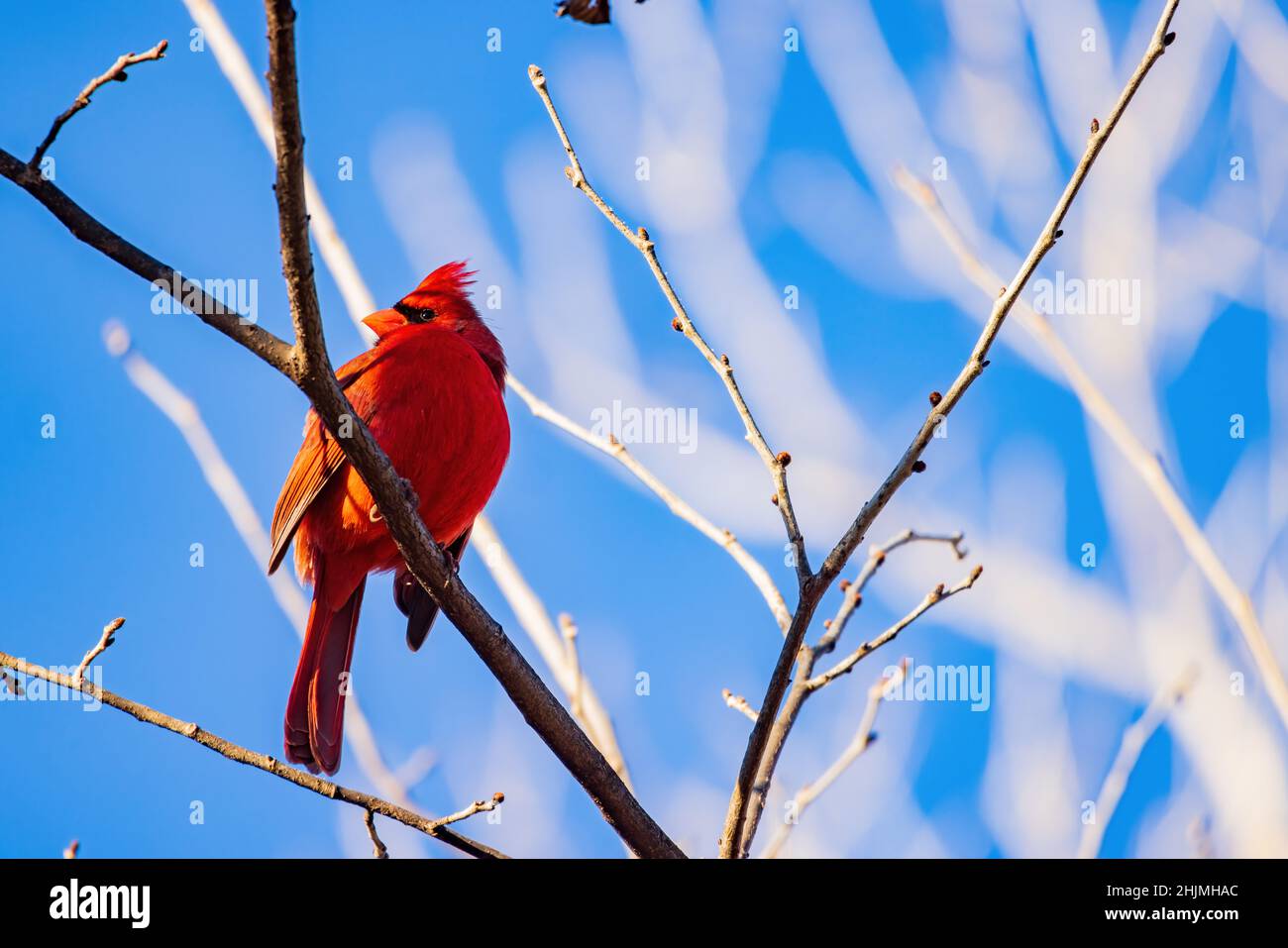 Close up shot of cute small red Northern Cardinal at Oklahoma Stock ...