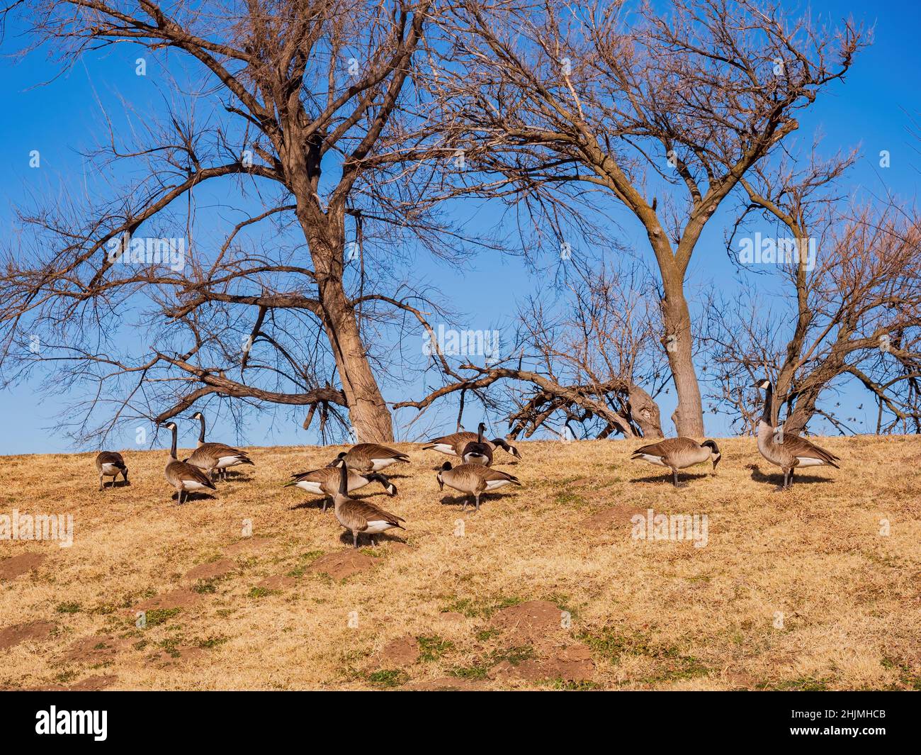 Oklahoma route 66 nature hi-res stock photography and images - Alamy