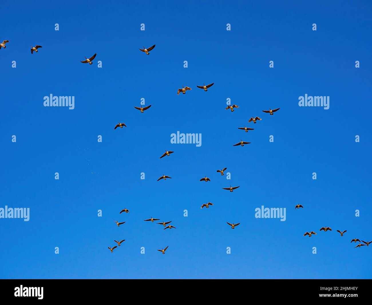 Close up shot canada geese hi-res stock photography and images - Alamy