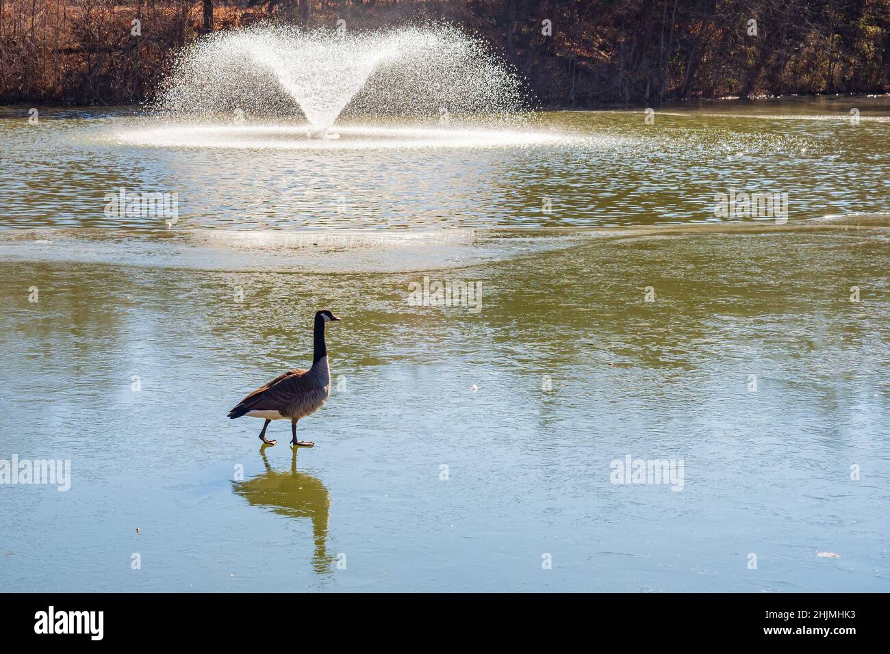 Close up shot of many Canada Geese standing by the semi frozen pond at ...