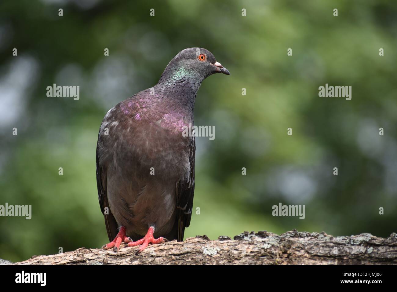 rock dove, rock pigeon, or common pigeon (Columba livia Stock Photo - Alamy