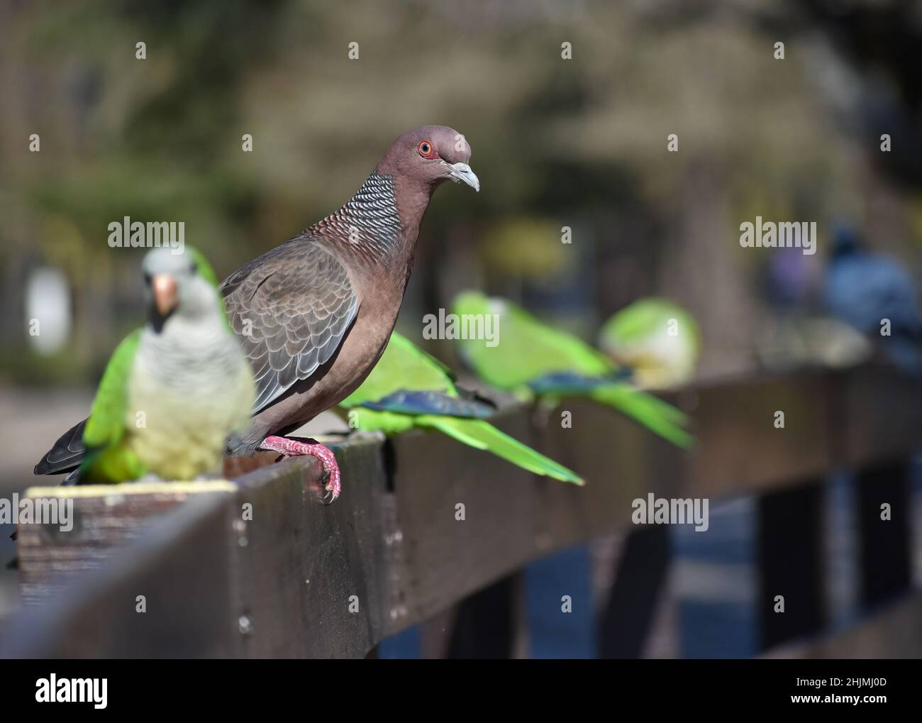 picazuro pigeon (Patagioenas picazuro) with several monk parakeet in a ...