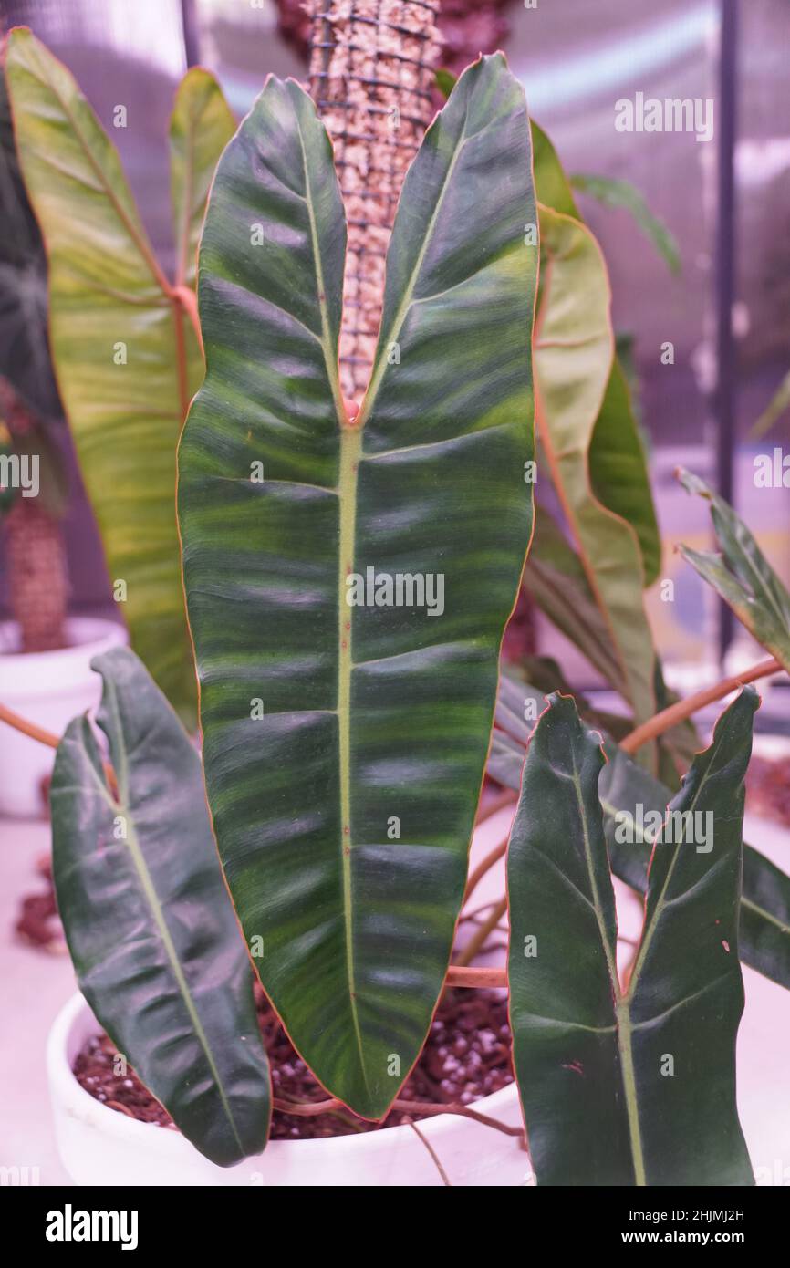 A shiny, rippled and unique green leaf of Philodendron Billietiae Stock ...