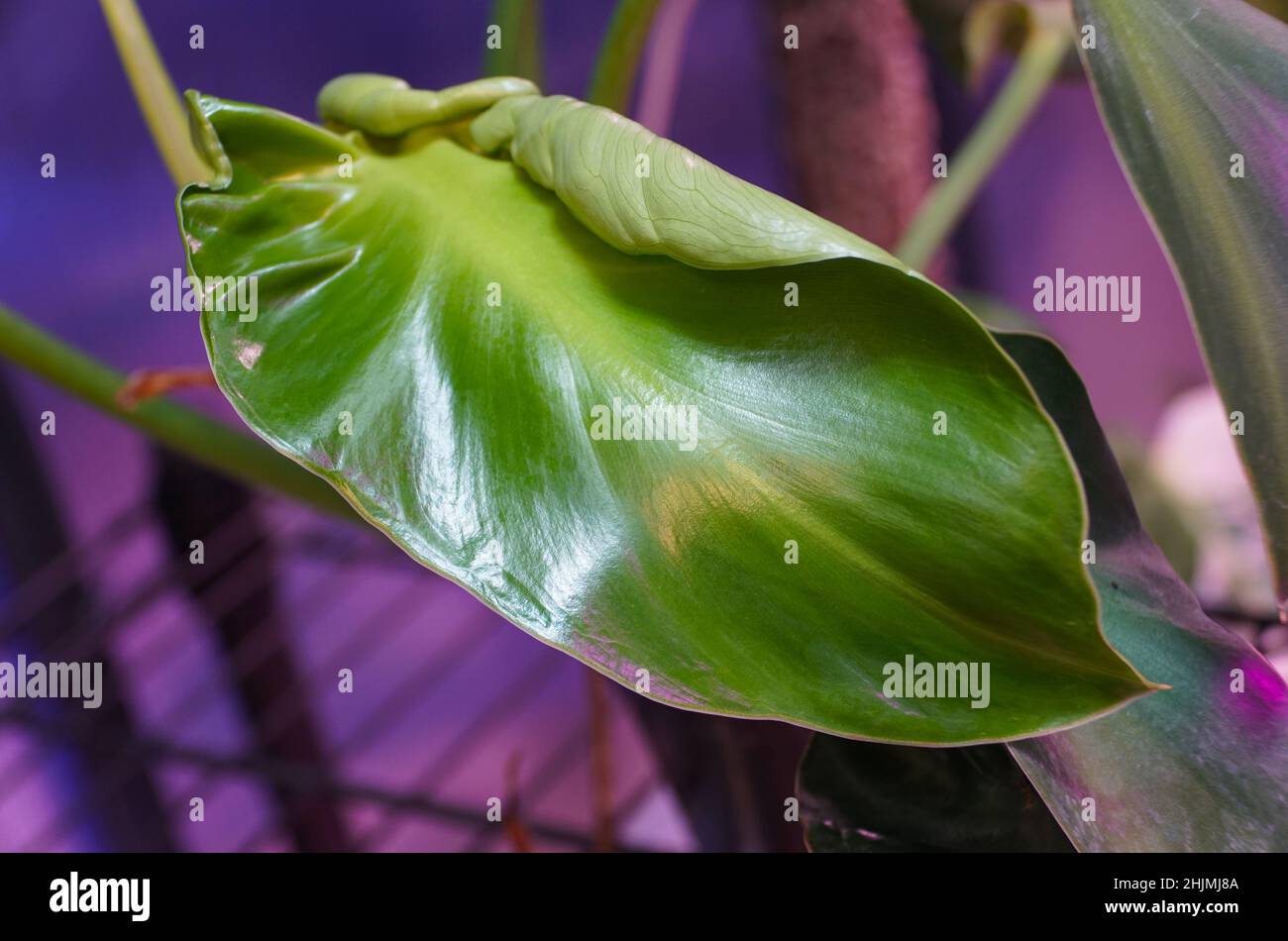 Close up of the shiny and curly leaf of Philodendron Rugosum Aberrant ...