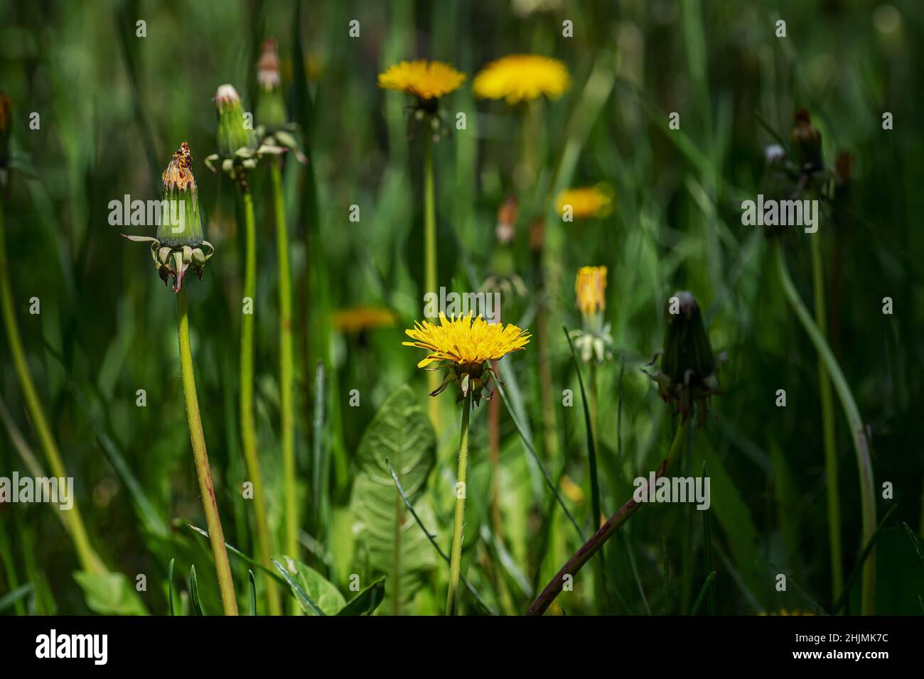 Dandelions with sunlight on green grass. Green field with yellow ...