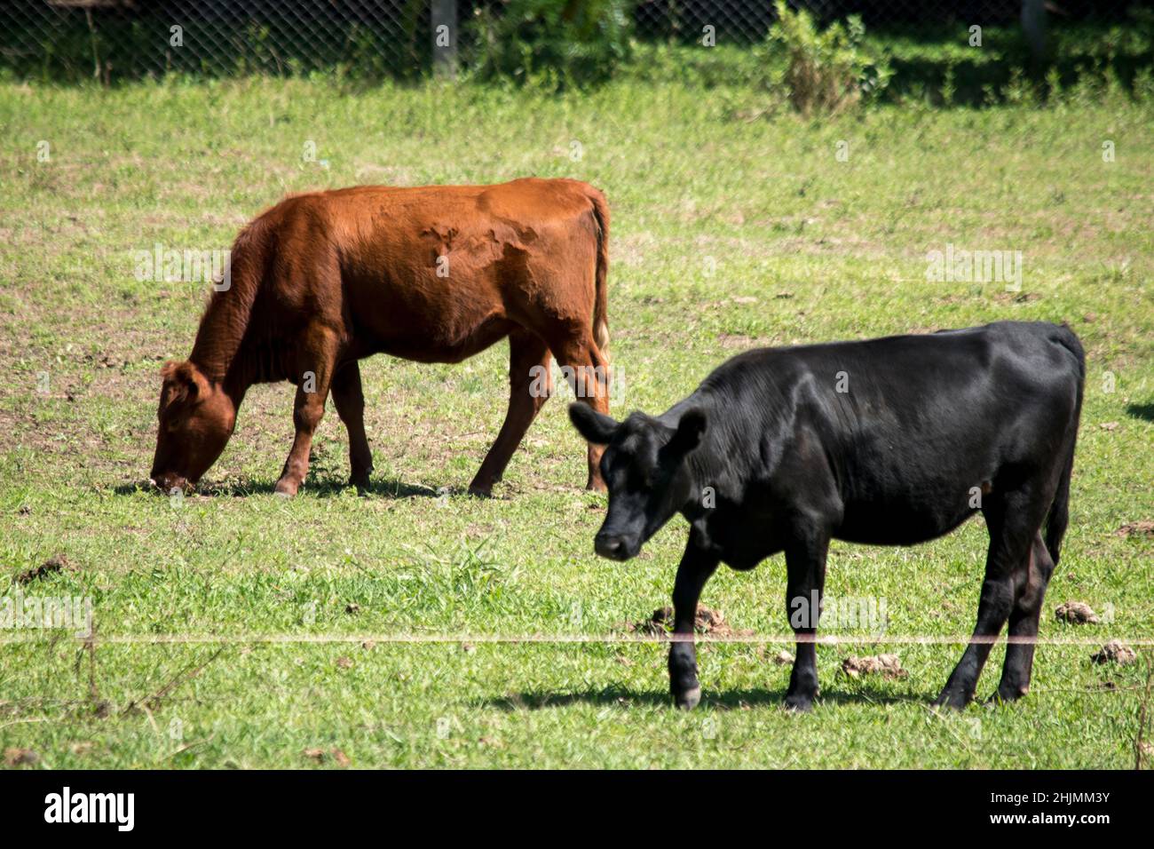 Black and brown cows Stock Photo - Alamy