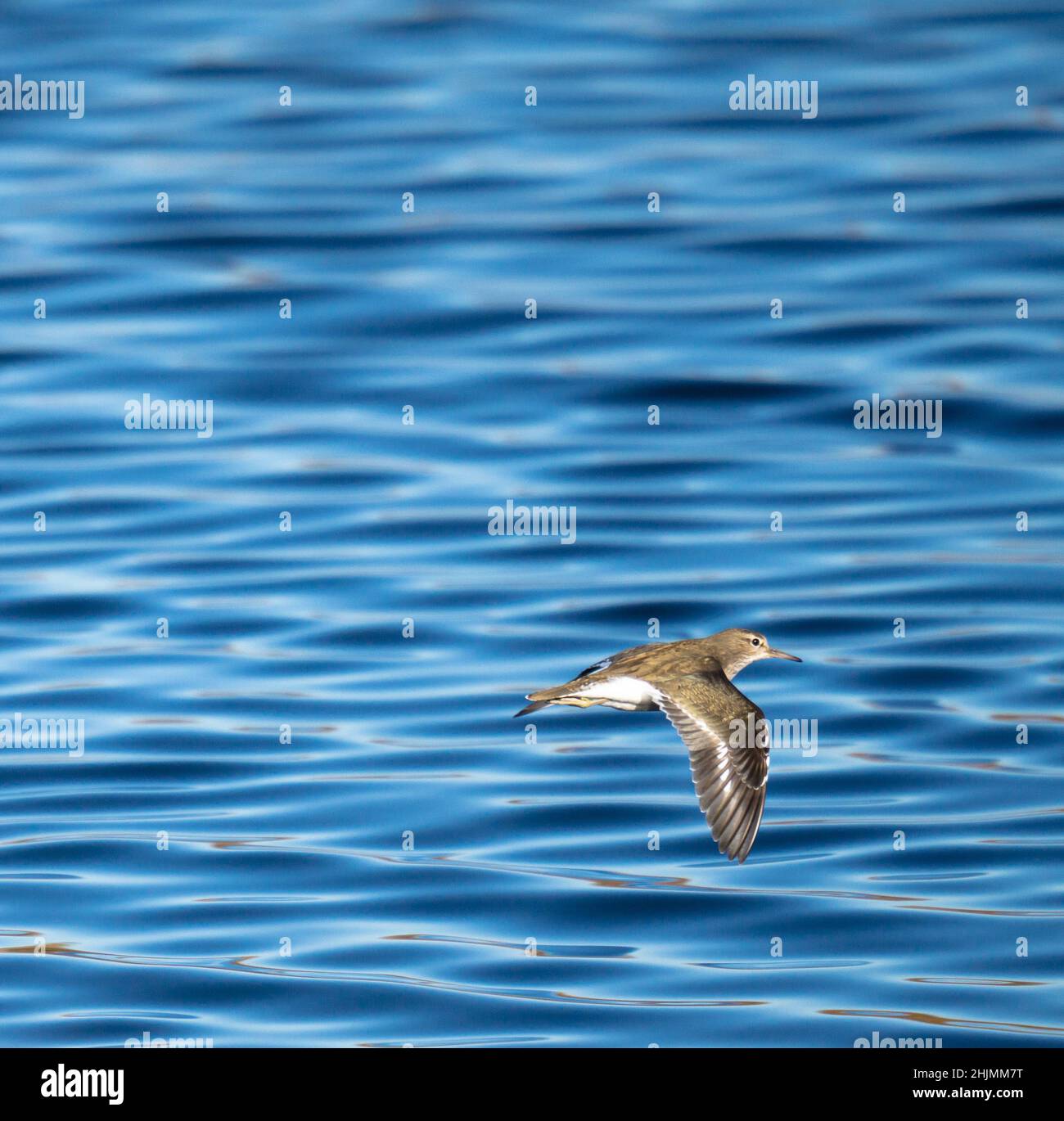 Scenic view of a common sandpiper flying over the blue ocean Stock ...