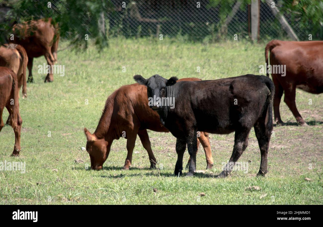 Rural farm animals hi-res stock photography and images - Alamy