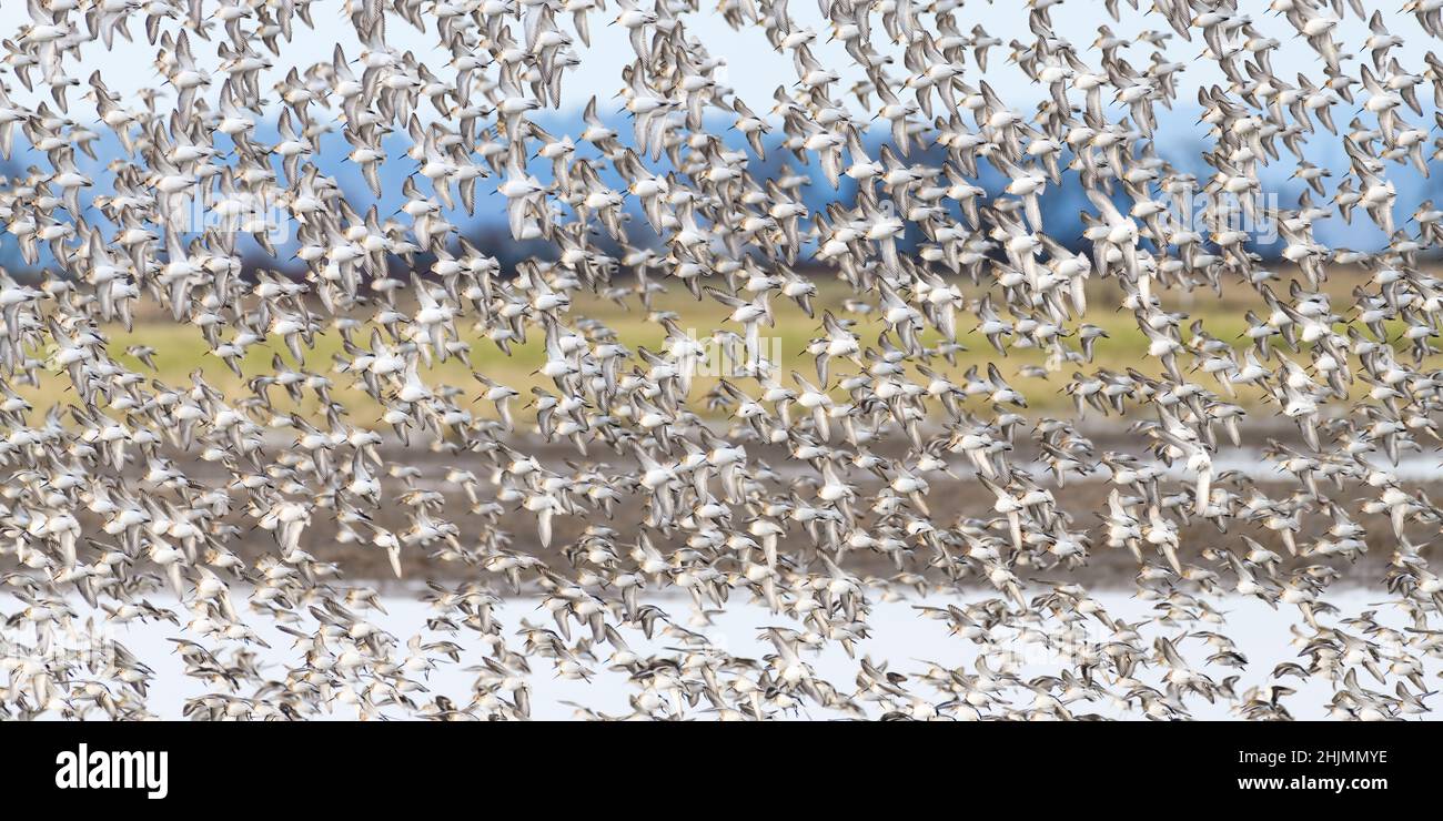 A flock of dunlin shorebirds fly in close formation over the farmland ...