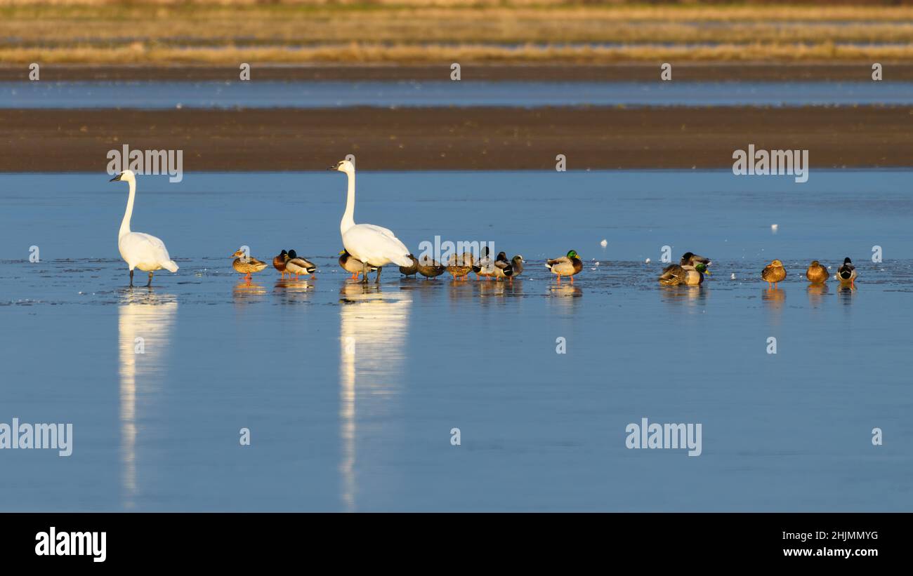 A pair of swans stand with a collection of ducks on frozen water in ...