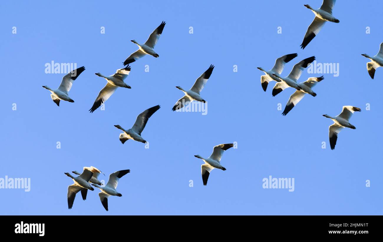 Geese from underneath hi-res stock photography and images - Alamy