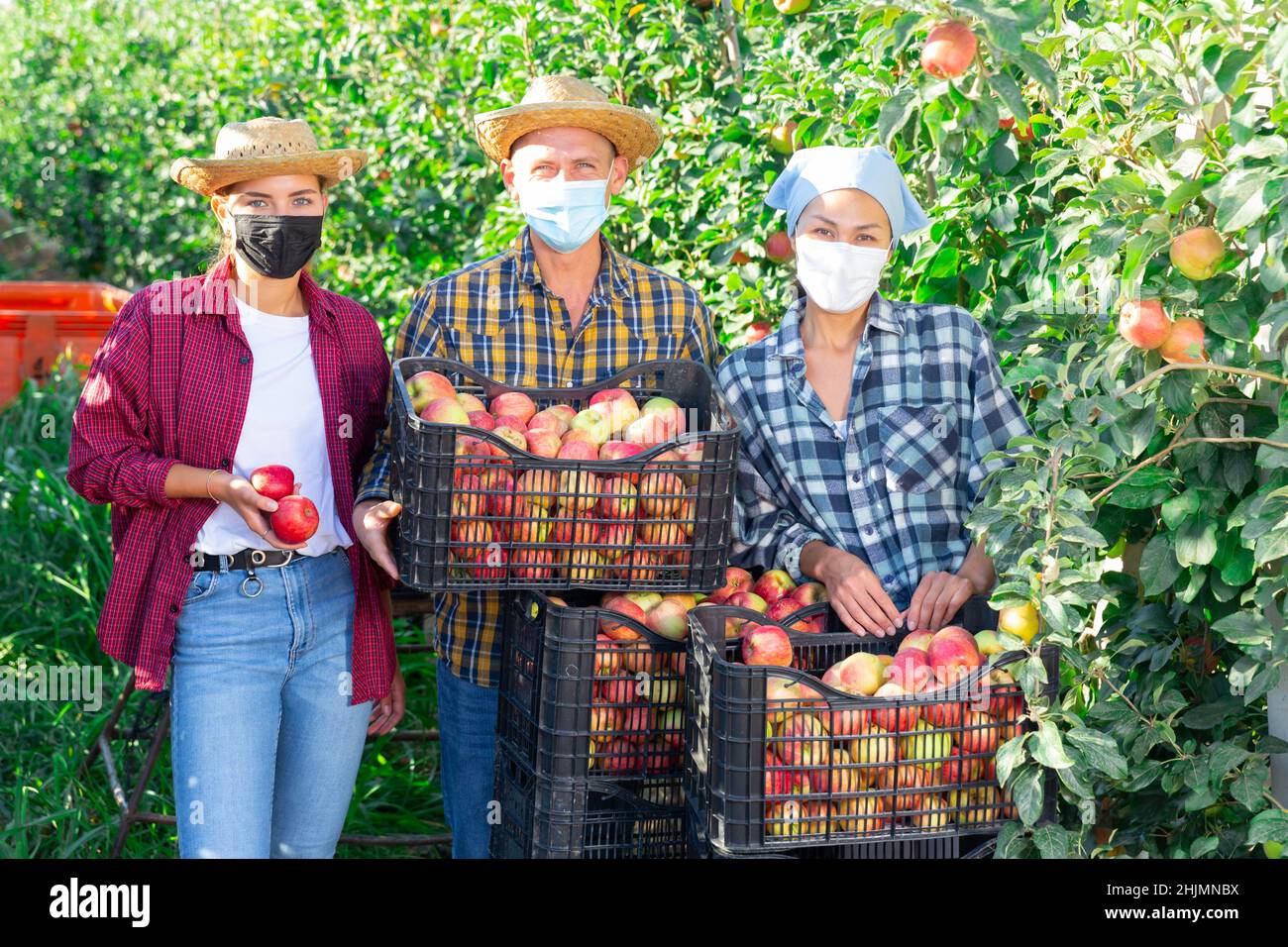 Farmers in protective mask posing with harvest of ripe apples in ...