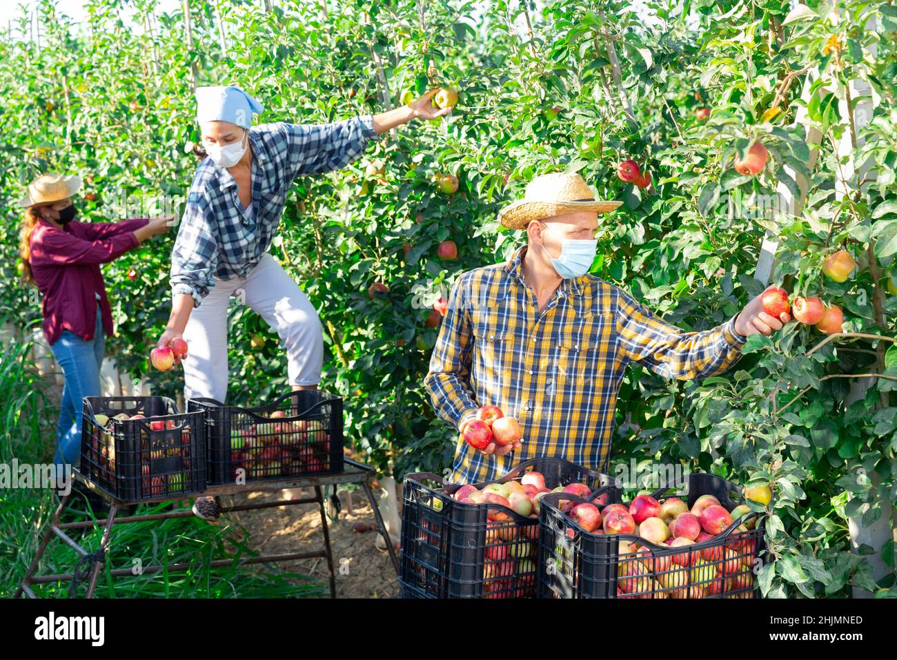 Three workers harvesting apples Stock Photo - Alamy