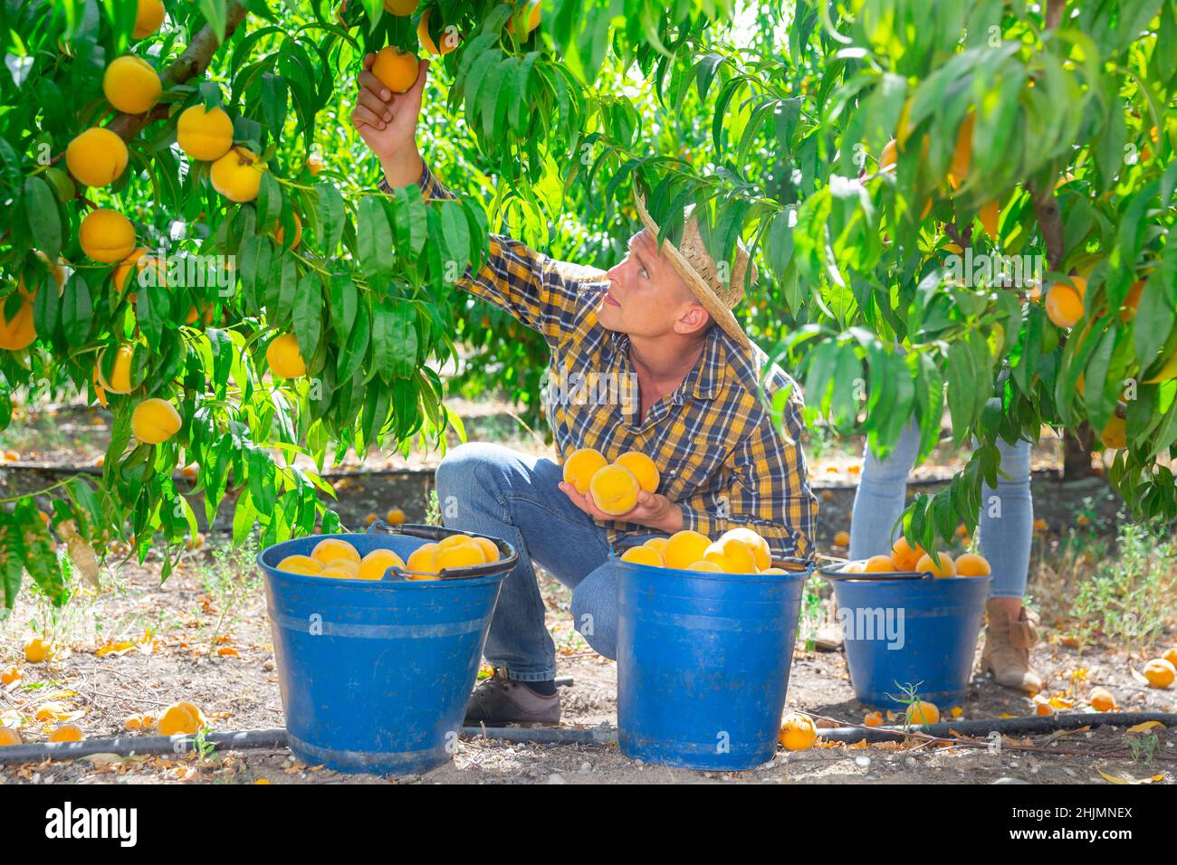 Peach picker hi-res stock photography and images - Alamy