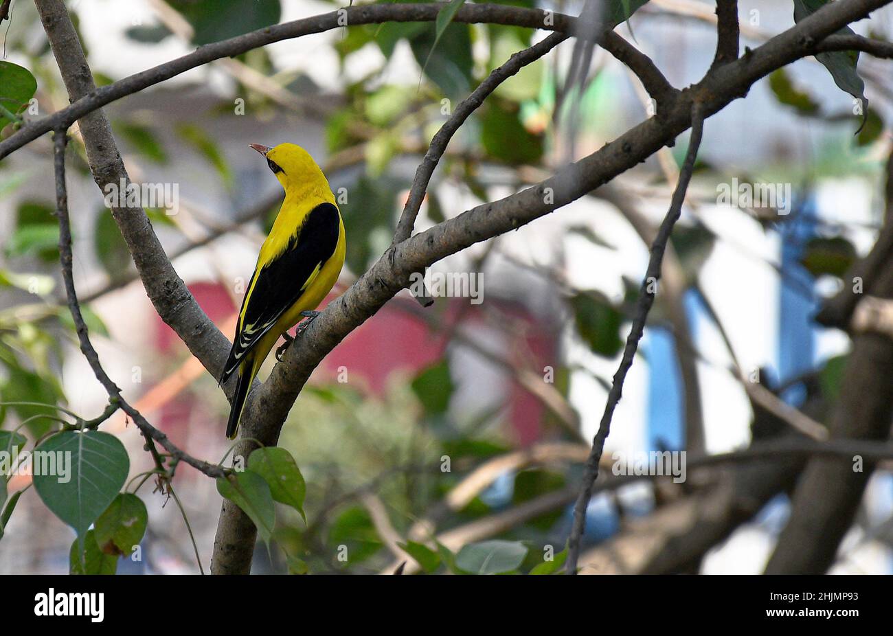 Indian golden oriole hi-res stock photography and images - Alamy