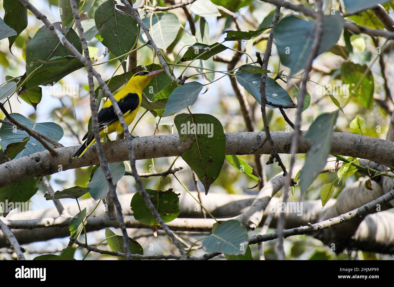 The indian golden oriole hi-res stock photography and images - Alamy