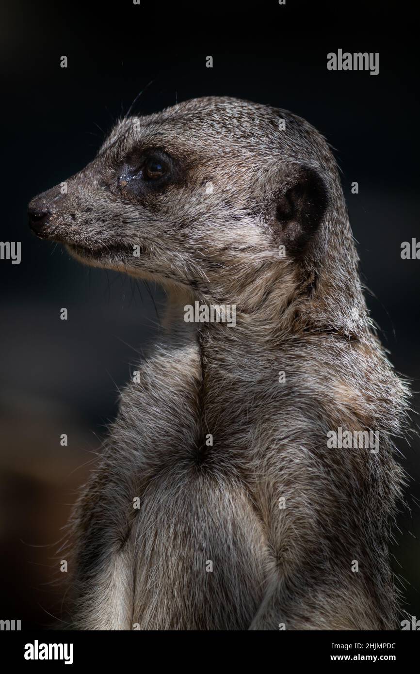 Meerkat on watch. Taken at Melbourne Zoo, Australia Stock Photo - Alamy