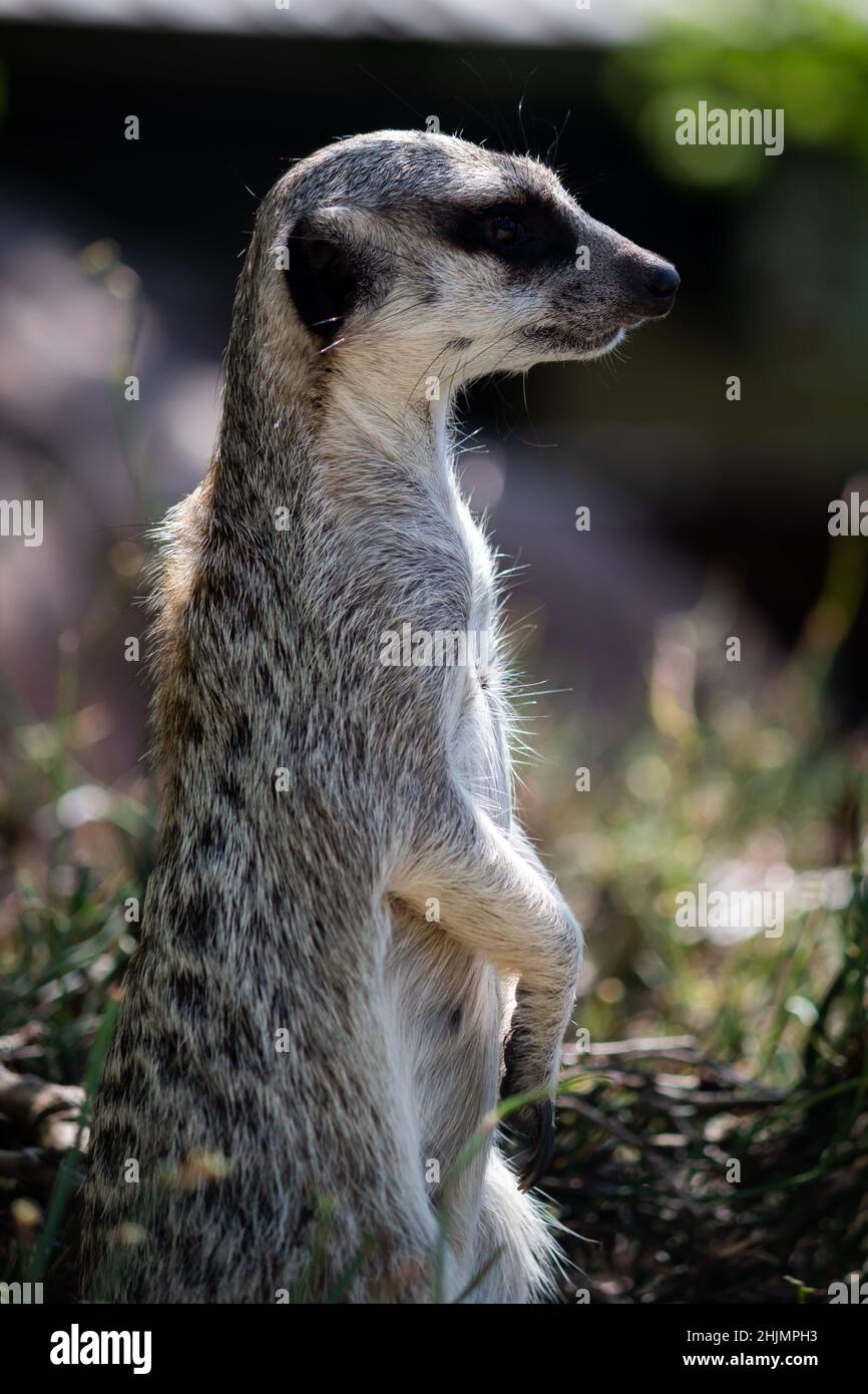 Meerkat on watch. Taken at Melbourne Zoo, Australia Stock Photo - Alamy