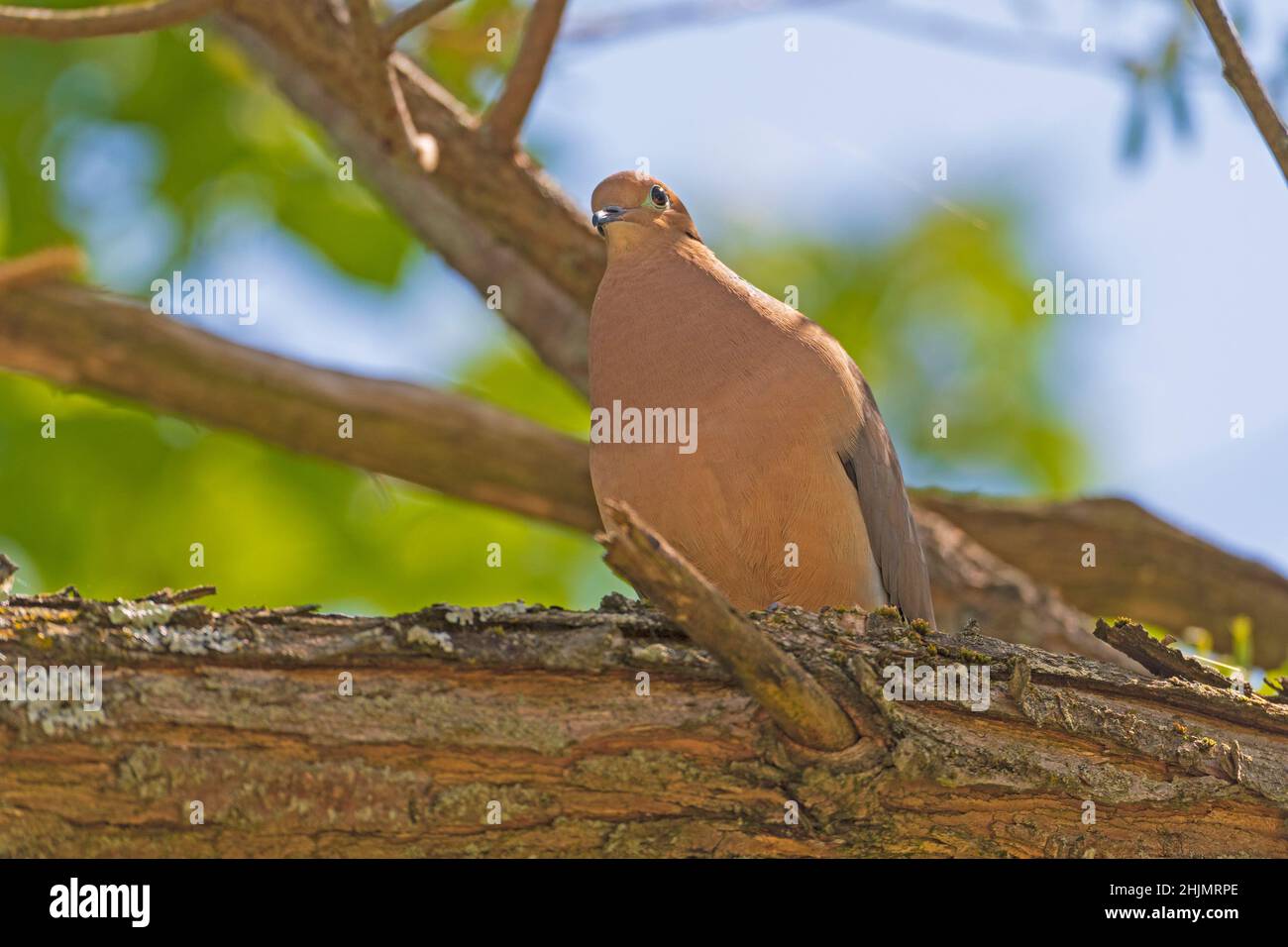 Mourning Dove Keeping a Eye on the World in Cuyahoga Valley National ...