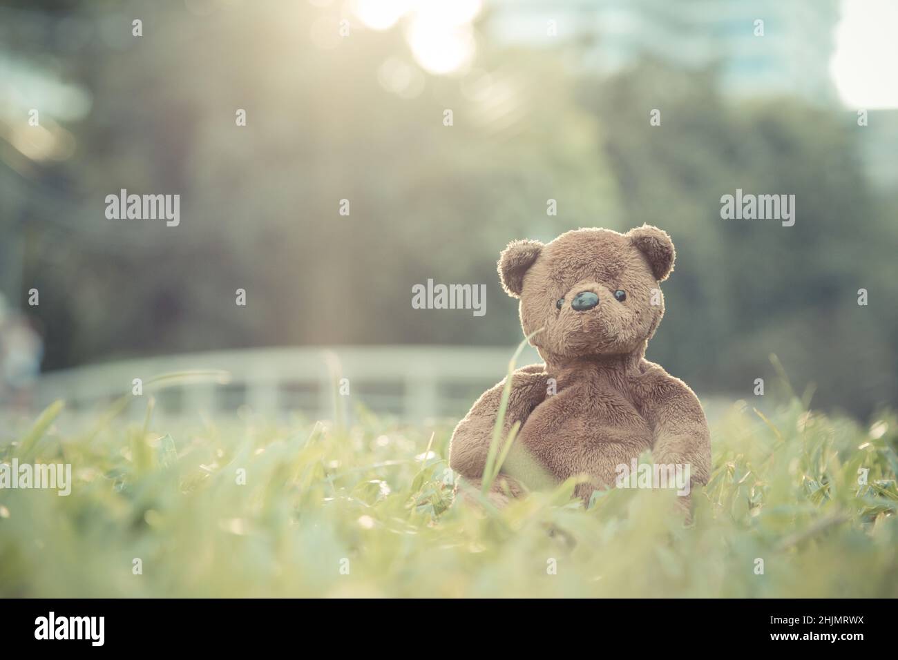 Brown bear doll sitting alone on the lawn background Stock Photo - Alamy