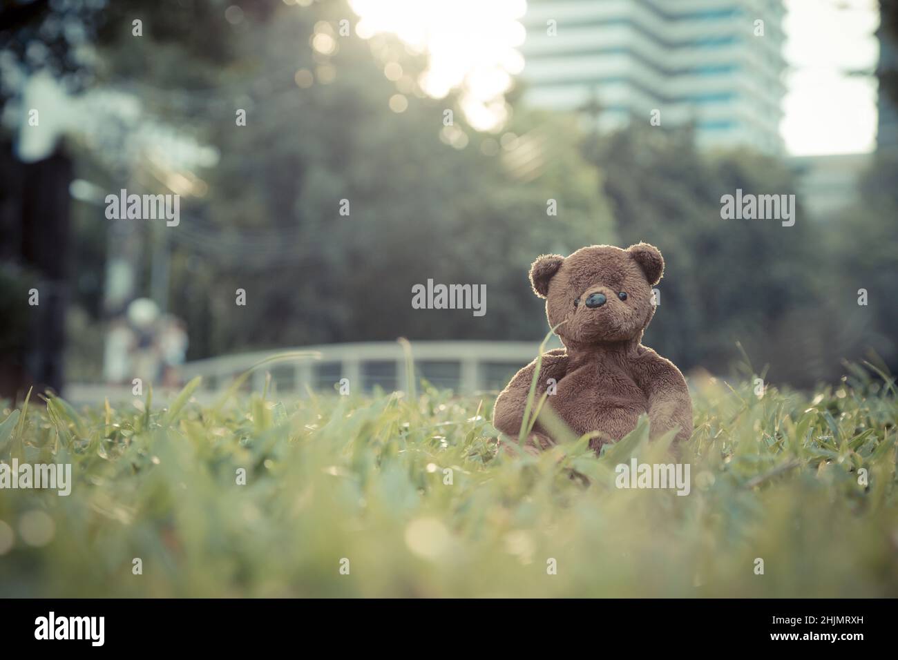 Brown bear sitting by an old tree hi-res stock photography and images ...