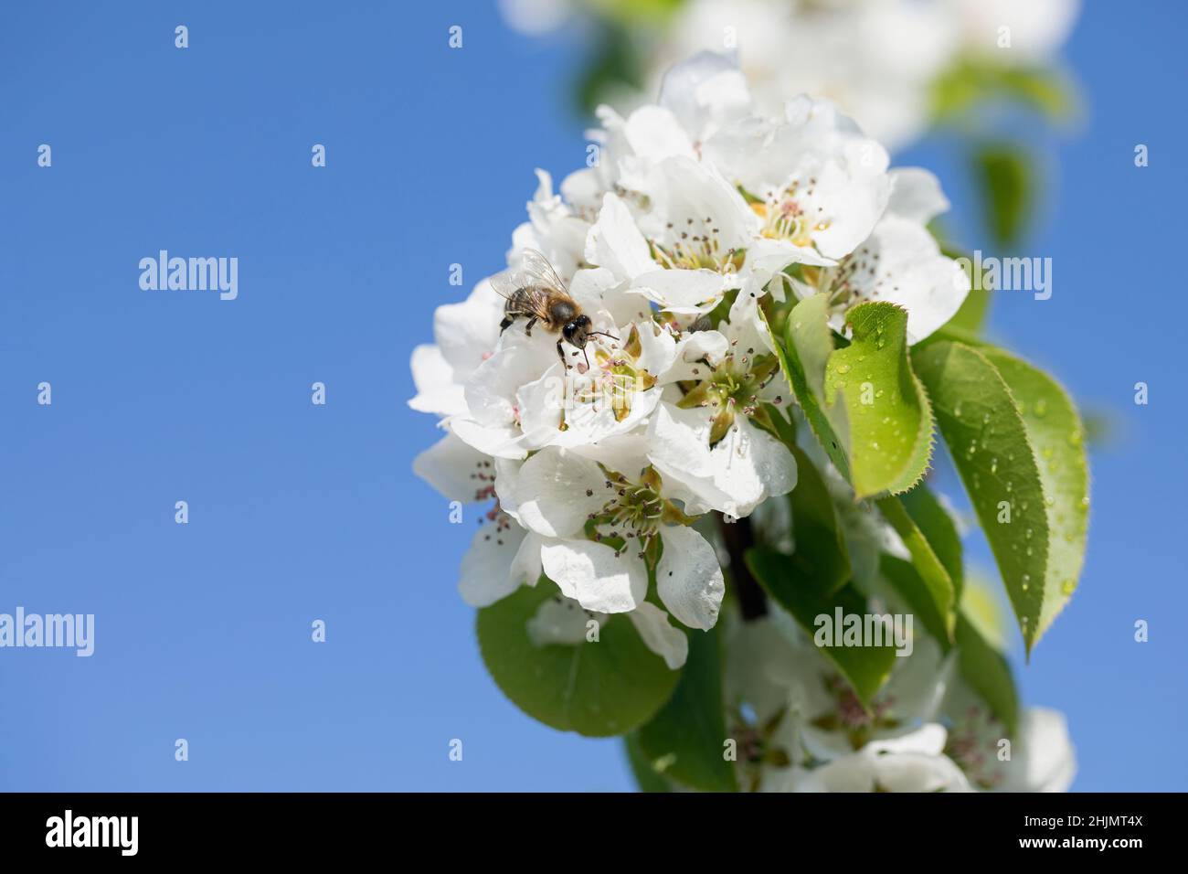 first spring white flowers with dew drops and bee on blue sky ...