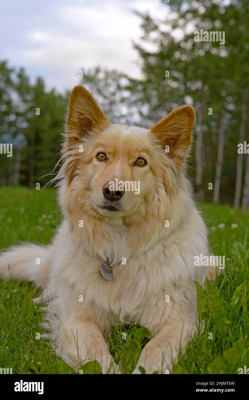 Beautiful Collie Cross Dog resting in a green grass meadow Stock Photo ...