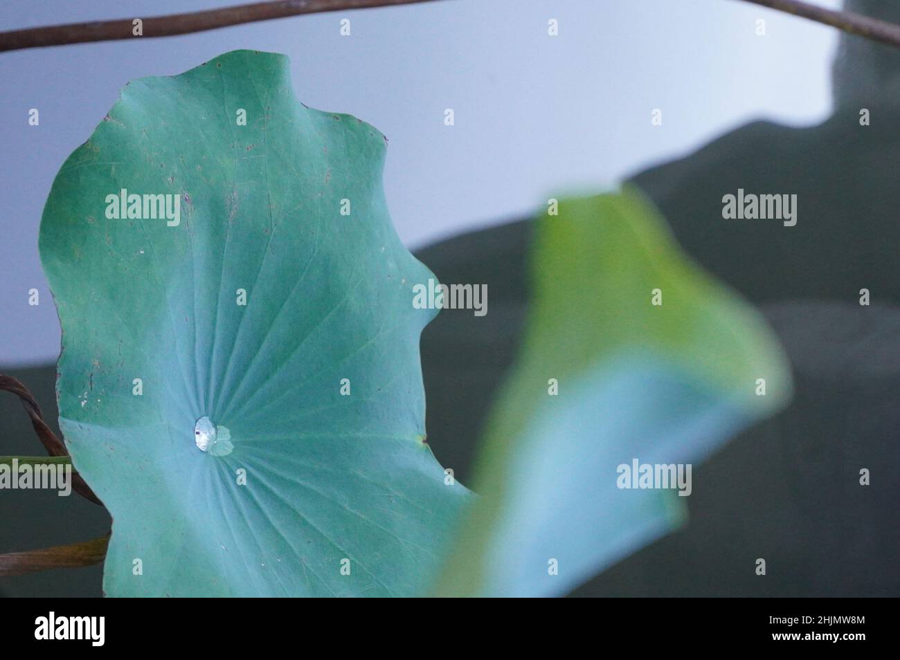 Big lotus leaf hi-res stock photography and images - Alamy
