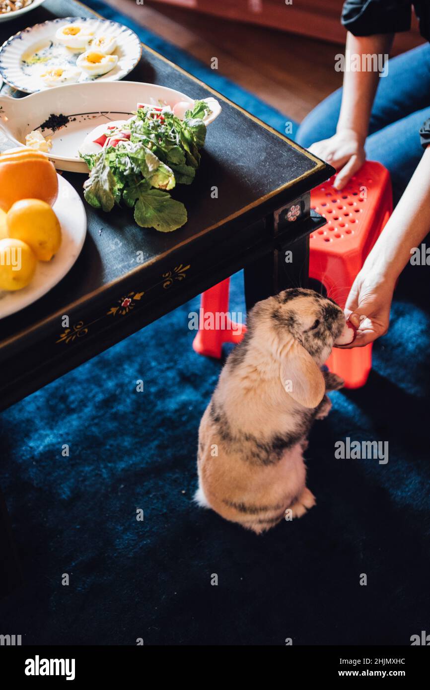 Feeding pet friend hand hi-res stock photography and images - Alamy