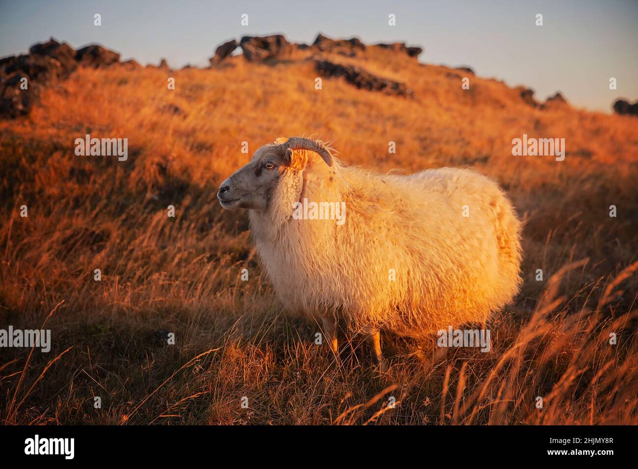 Icelandic Sheep grazing during a golden sunset Stock Photo - Alamy