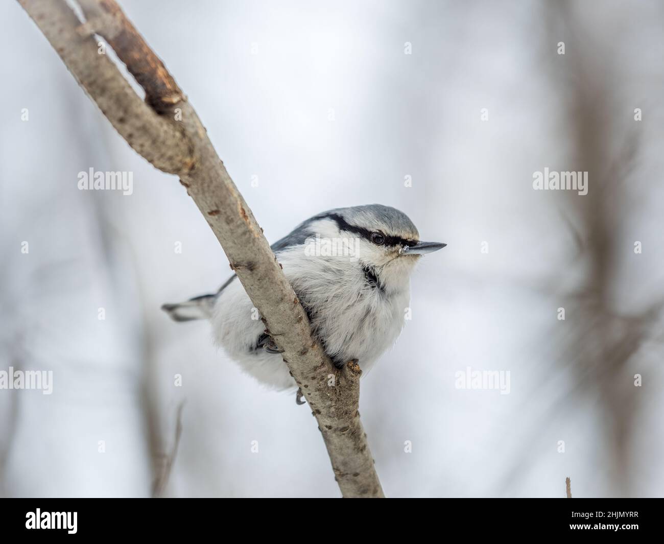 Eurasian nuthatch or wood nuthatch, lat. Sitta europaea, sitting on a ...