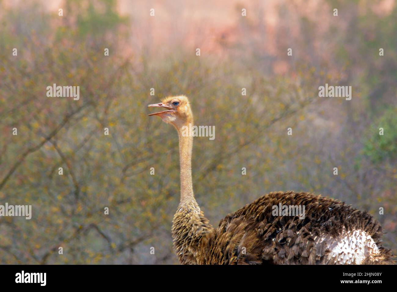 Common ostrich female Stock Photo - Alamy