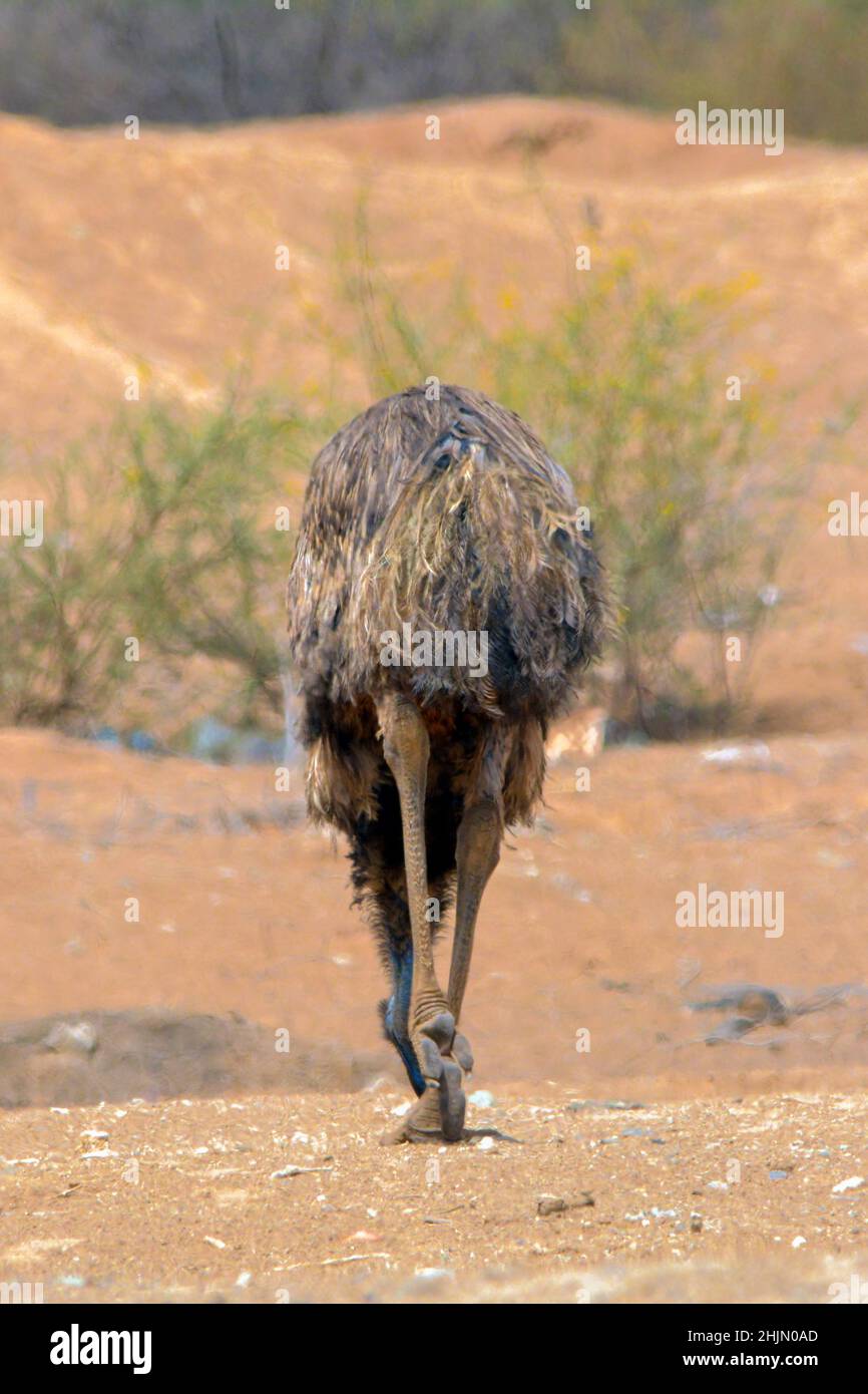 Feeding emu hi-res stock photography and images - Alamy