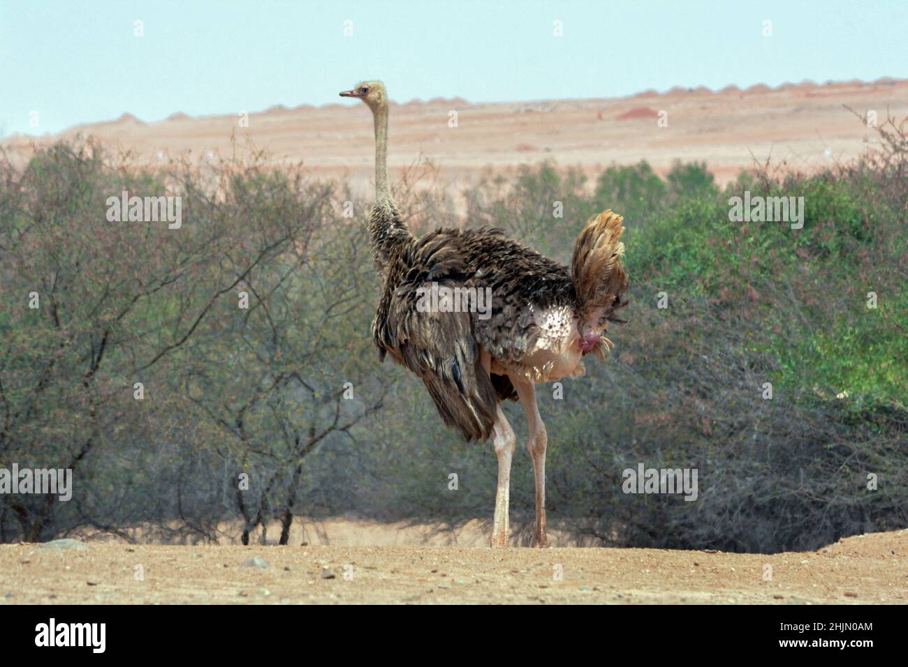 Common ostrich female Stock Photo - Alamy