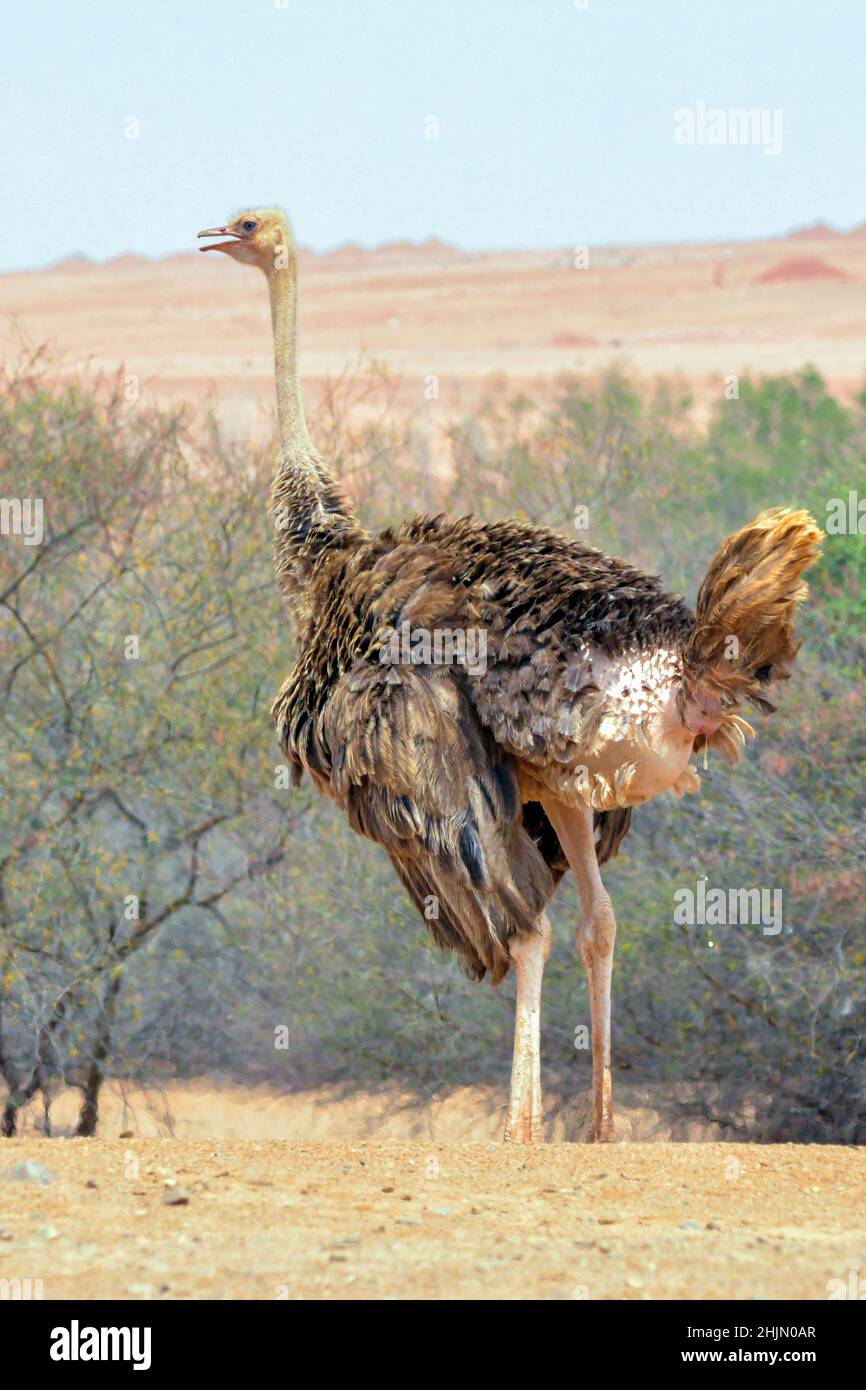 Common ostrich female Stock Photo - Alamy
