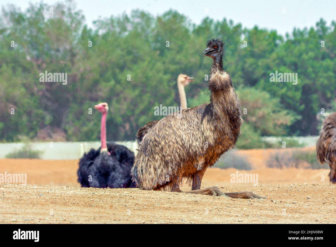Emu and common ostrich Stock Photo - Alamy