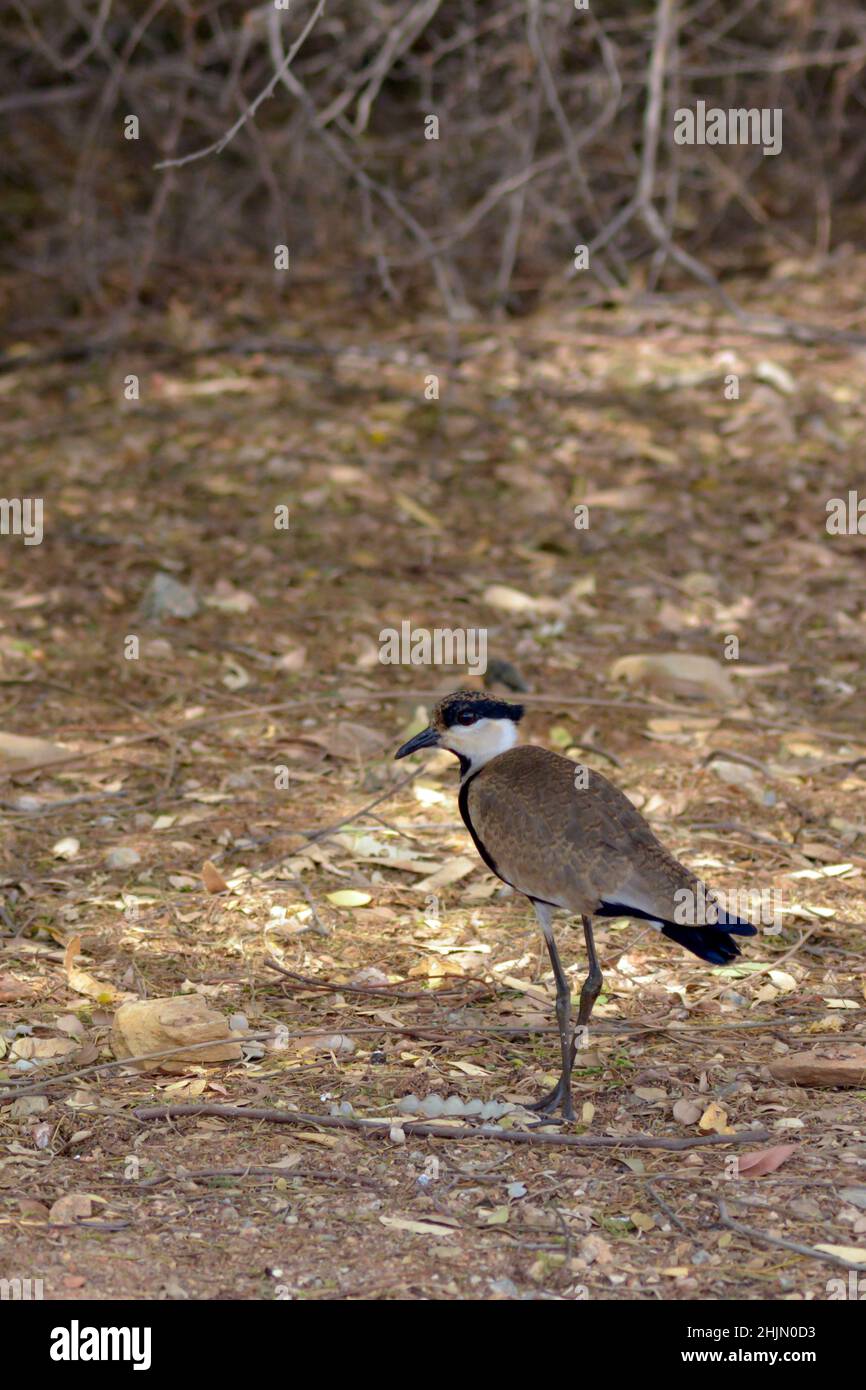 Black winged lapwing hi-res stock photography and images - Alamy