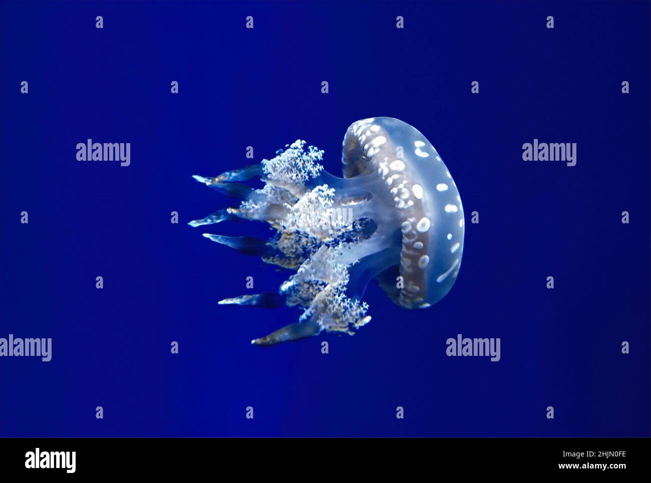 Closeup of a Rhizostomae jellyfish under the deep ocean Stock Photo - Alamy