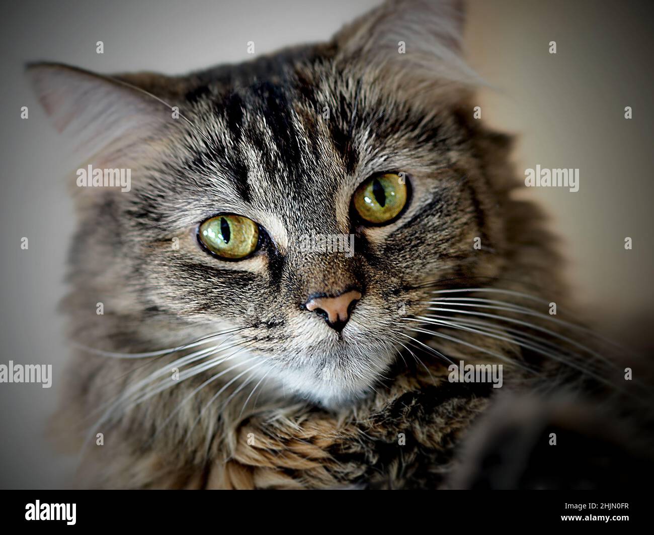 Closeup of a cute cat face Stock Photo - Alamy