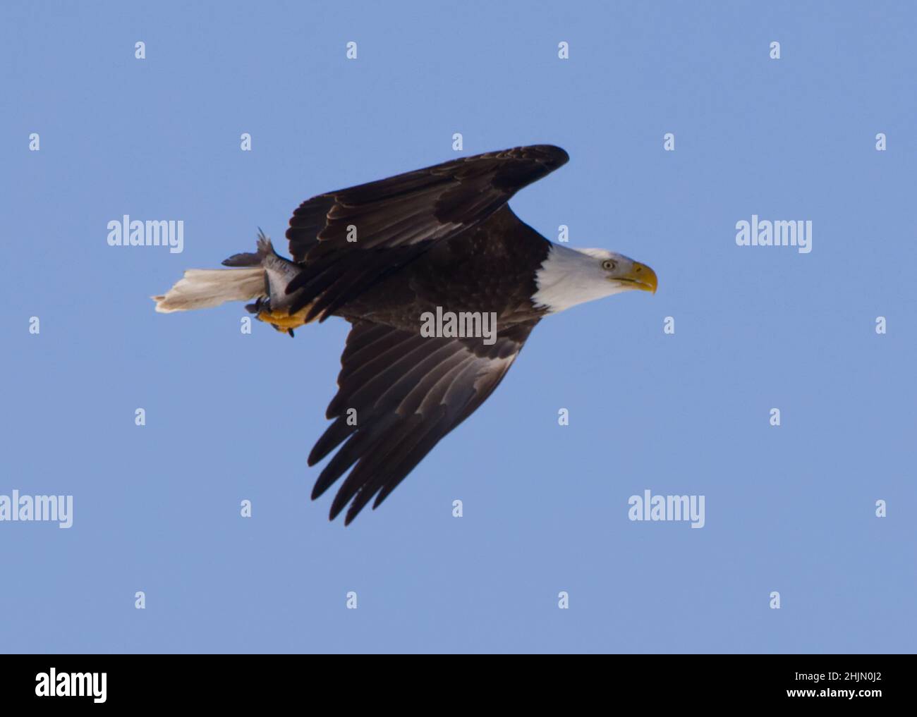 Closeup of a flying bald eagle with a freshly caught fish in its talons ...