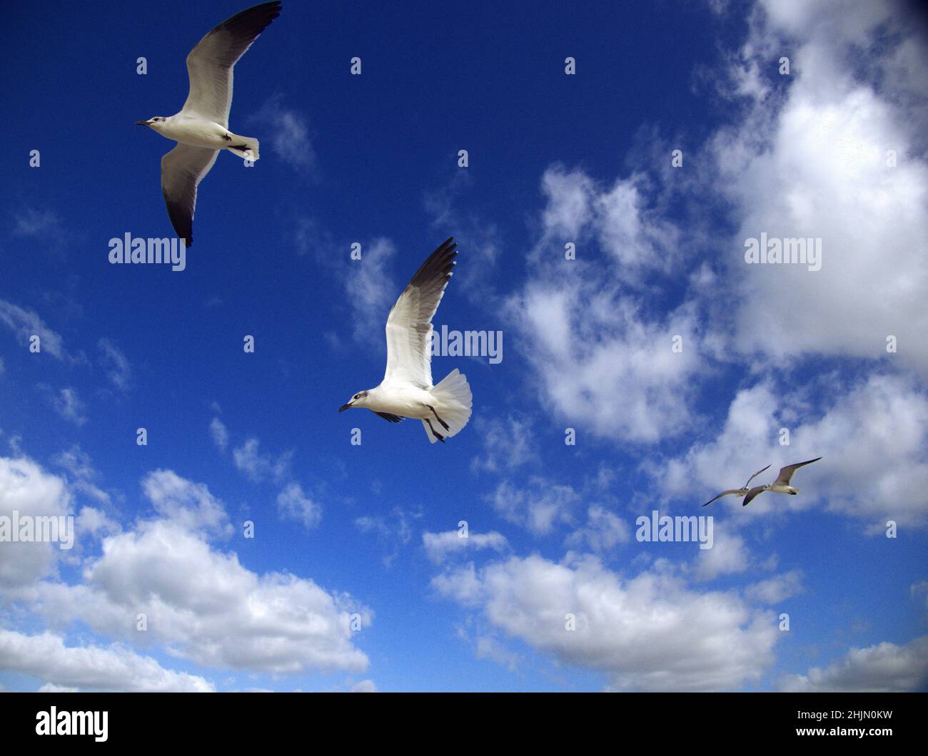 Flock of gulls flying in the blue sky Stock Photo - Alamy