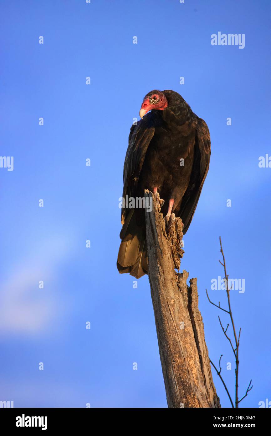 Vertical shot of a common vulture perched on an old branch against a ...
