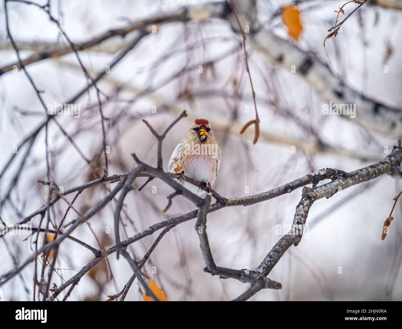 Common redpoll, cute bird with bright red patch on its forehead sits on ...